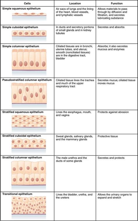 Epithelial Cells Simple Stratified TeachMePhysiology