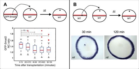 Figures And Data In Response To Nodal Morphogen Gradient Is Determined By The Kinetics Of Target