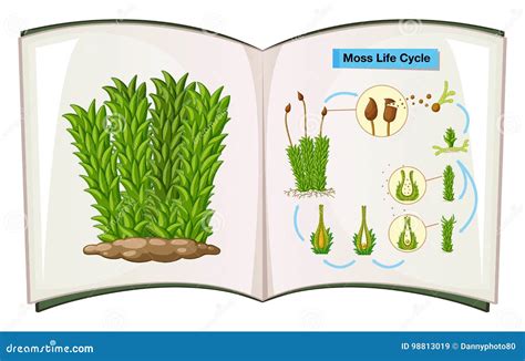 Moss Life Cycle Diagram Of Life Cycle Of Common Haircap Moss Polytrichum Commune Cartoon Vector