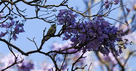Ésta Es La Colonia Donde Plantaron Las Primeras Jacarandas En Cdmx Infobae