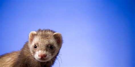 Why The Pentagon Is Conducting Radiation Tests On Ferrets