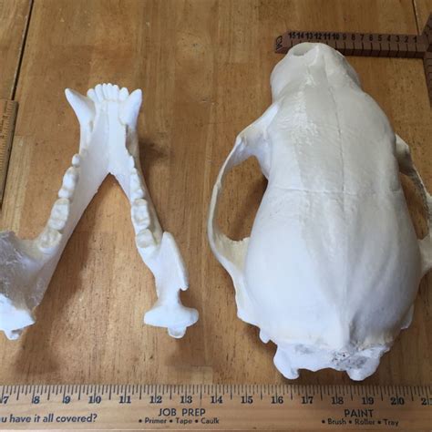 3d Printable Bear Skull By Star Labs 3d Llc