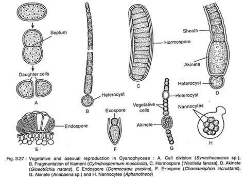 Methods Of Reproduction In Algae