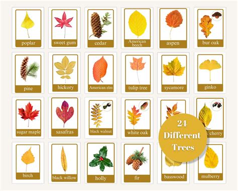 Fall Tree Leaf Identification Cards Montessori Homeschool Nature Study