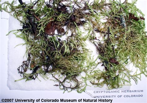 University Of Colorado Museum Of Natural History Object Of The Month