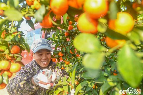 ဟူနန် တော့ခရိုင်ရှိ သစ်သီးစိုက်ပျိုးသူများသည် နှစ်သစ်ကူးဈေးကွက်ကို ထောက