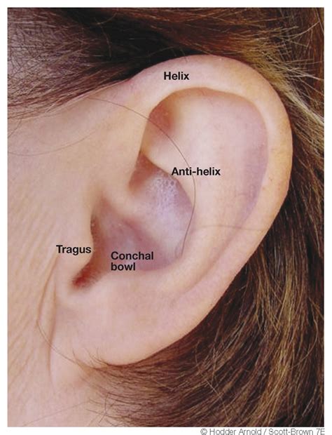 Ear Examination Health Library Ent Phagwara