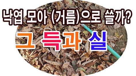 낙엽 모아 퇴비거름으로 쓸까 그 득과 실 낙엽 이용 낙엽 사용 퇴비 만들기 거름 만들기 낙엽 모으기 낙엽 거름으로 낙엽 퇴비로 잡초방제 낙엽의 득과 실