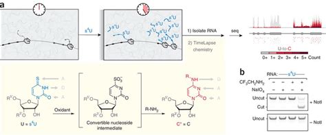 Timelapse Seq Adding A Temporal Dimension To Rna Sequencing Through