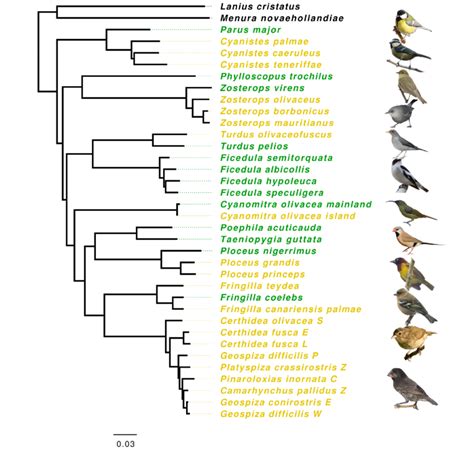 Phylogeny Based On Mitochondrial Genes Of Species From The Dataset