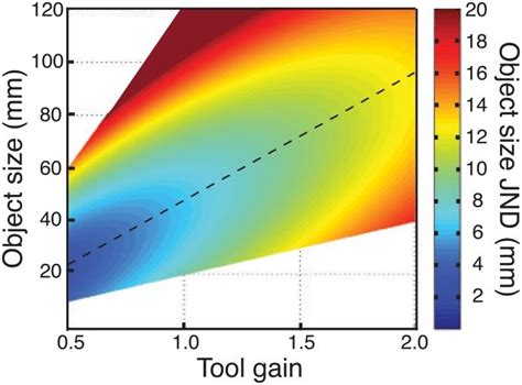 Effects Of Tool Gain And Object Size On Haptic Size Sensitivity The Download Scientific