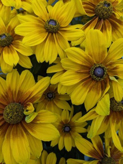 Why The 2024 Plant Trials Were A Huge Success At Welby Gardens