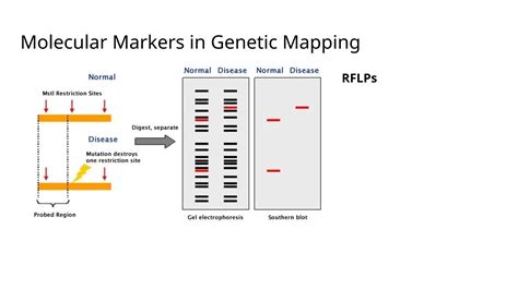 Genetic Mapping In Humans Presentation Pptx Free Download