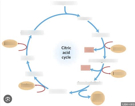 Biology Exam 2 Diagram Quizlet