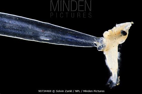 Arrow Worms Meet A Worm With Invisibility Powers Royal Ontario