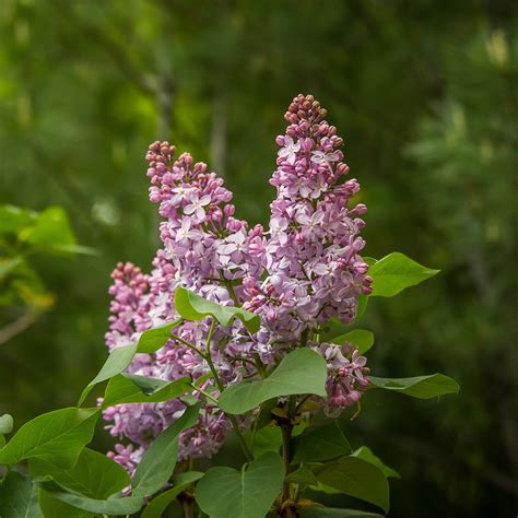 Lila Arbre 50påse Snabbväxande Lila Paulownia Frön Sällsynta