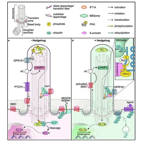 Post Translational Modifications PTMs In Primary Cilia Assembly And