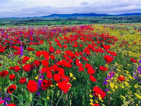 ყვავილების მოვლა და მათი მეთოდები Home Facebook