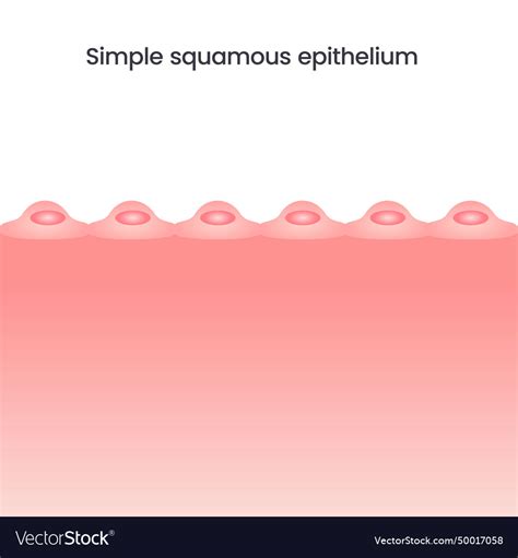 Simple Squamous Epithelium Royalty Free Vector Image