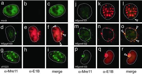 Effect Of Amino Acid Substitution Mutations On Steady State