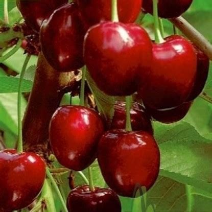 Саженцы черешни купить в Минске, почтой по Беларуси, цены