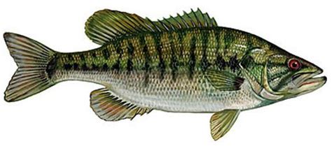 Suwannee Bass Alchetron The Free Social Encyclopedia