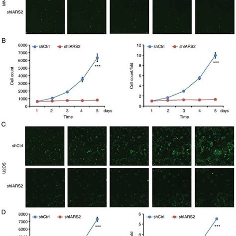 Iars2 Knockdown Inhibits Proliferation Of Osteosarcoma Cell Lines As