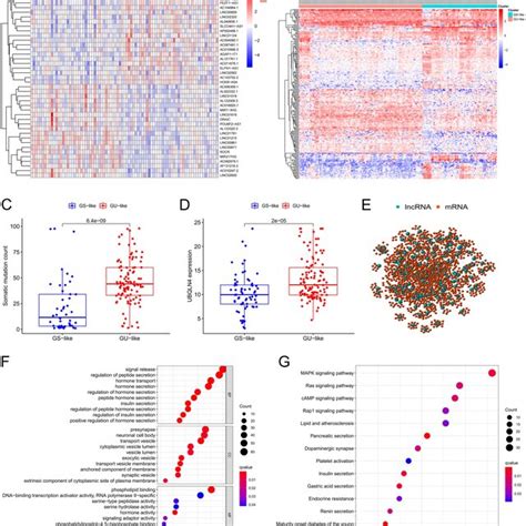 Identification And Functional Annotation Of Lncrnas Associated With