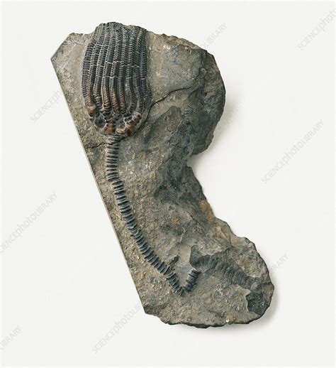 Sea Lily Fossil Stock Image C Science Photo Library