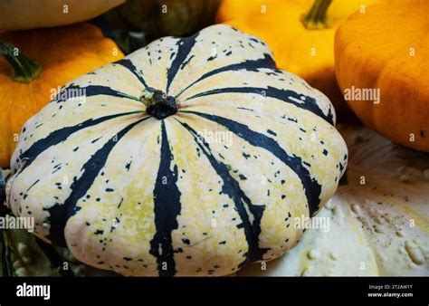 Organic Imperfect Flat Striped Squash At Local Farmer Market Natural Vegetable Food Background