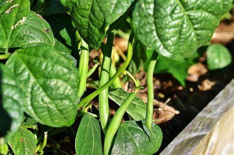 Grow String Beans Early In The Garden Saras Kitchen Garden