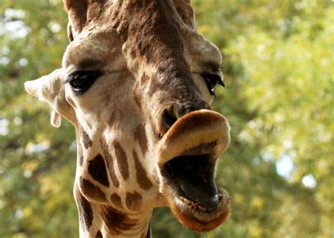 What Noises Do A Giraffe Make At Tayla Stang Blog