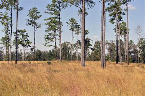 Apalachee Wildlife Management Area Flickr