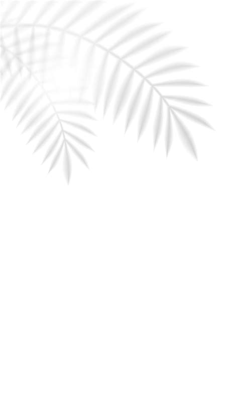Premium Vector Vector Palm Leaf Shadow Casted On The Wall With Text Space