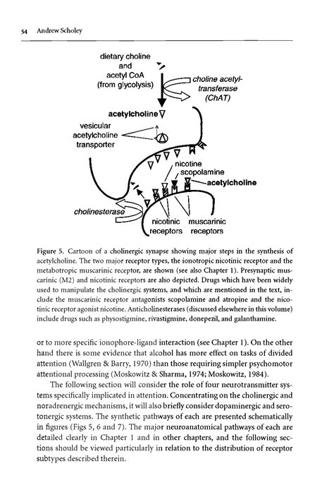 Cholinergic System And Big Chemical Encyclopedia