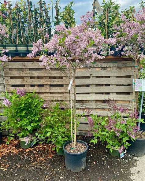 20 Lilac Varieties Perfect For Container Growing Plus Tips To Keep