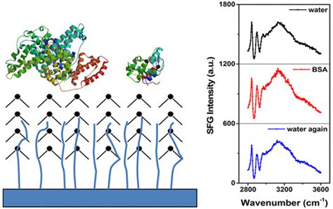 Effect Of Surface Hydration On Antifouling Properties Of Mixed Charged Polymers Langmuir