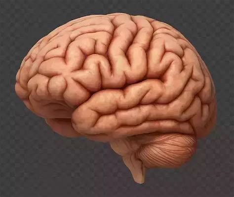 3d Bran Model 3d Model Animated Cgtrader