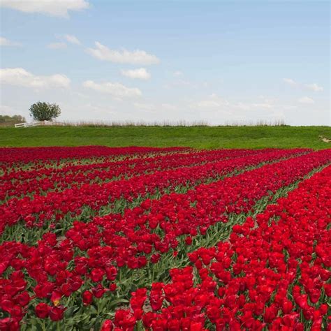 Магія Краси Джерелія