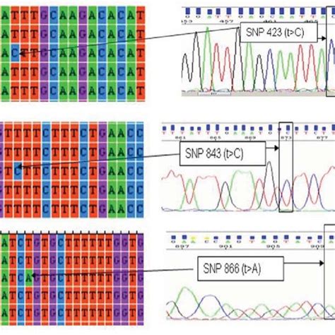 multiple sequence alignment and sequencing analysis fi les showing snp