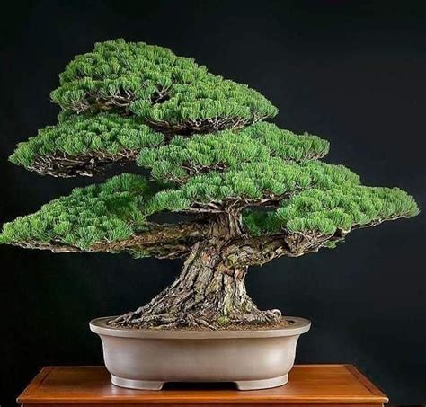 Бонсай клуб | ВКонтакте | Bonsai garden, Bonsai art, Bonsai tree