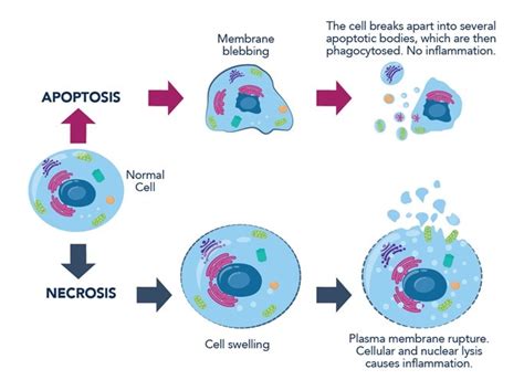 Apoptosis Human Immunodeficiency Virus 1 Hiv 1 Mediated Apoptosis