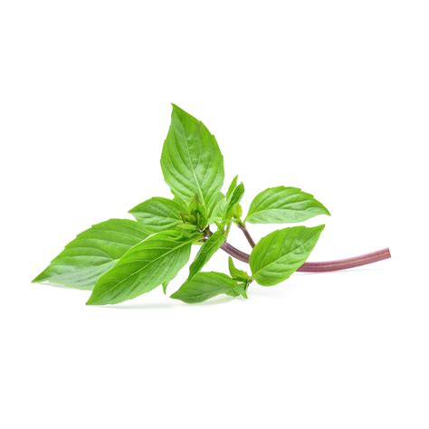 Sweet Basil 25g Celery Farms