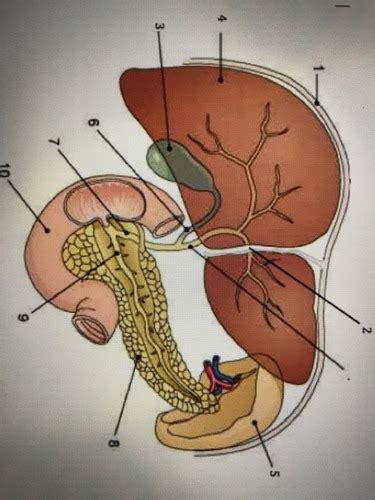 Digestion 6 Flashcards Quizlet