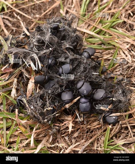 Beetles Scavenging A Bird Carcass The Scoop Like Device At The Front