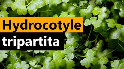 Hydrocotyle Tripartita Planting Emersed Aquarium Plant Youtube