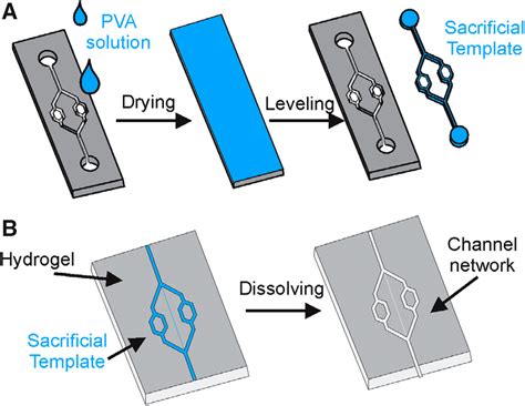 A Aqueous Polyvinyl Alcohol Pva Solution Is Cast On The Mold The