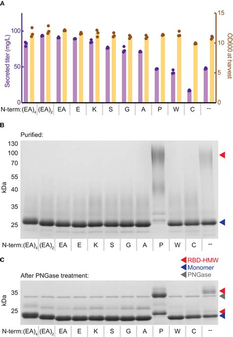 Single Amino Acids Eliminate N Terminal Extension A Secreted Titer And Download Scientific