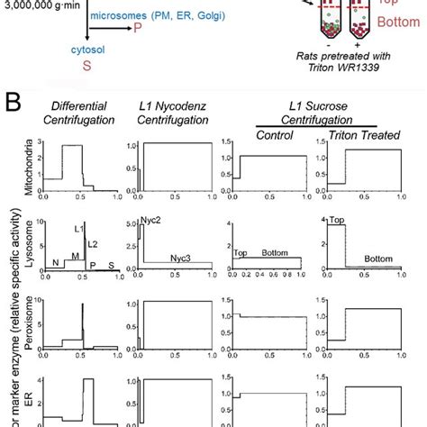 Subcellular Fractionation And Organelle Assignment A Fractionation Download Scientific