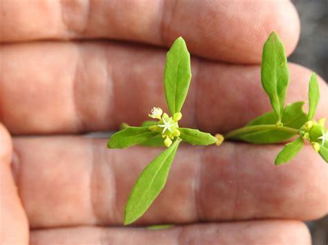 Monotaxis Macrophylla From Burrum Heads Qld 4659 Australia On December 05 2022 At 0347 Pm By